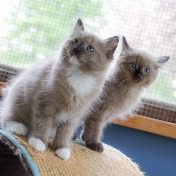 Previous Kittens | Oregon Ragdolls