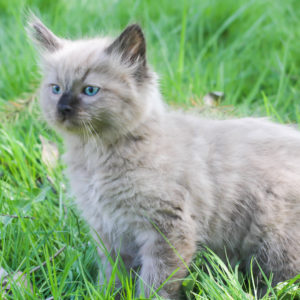 Previous Kittens | Oregon Ragdolls