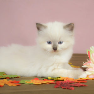 Previous Kittens | Oregon Ragdolls
