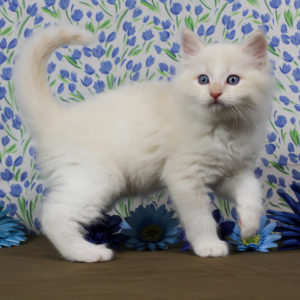 Previous Kittens | Oregon Ragdolls